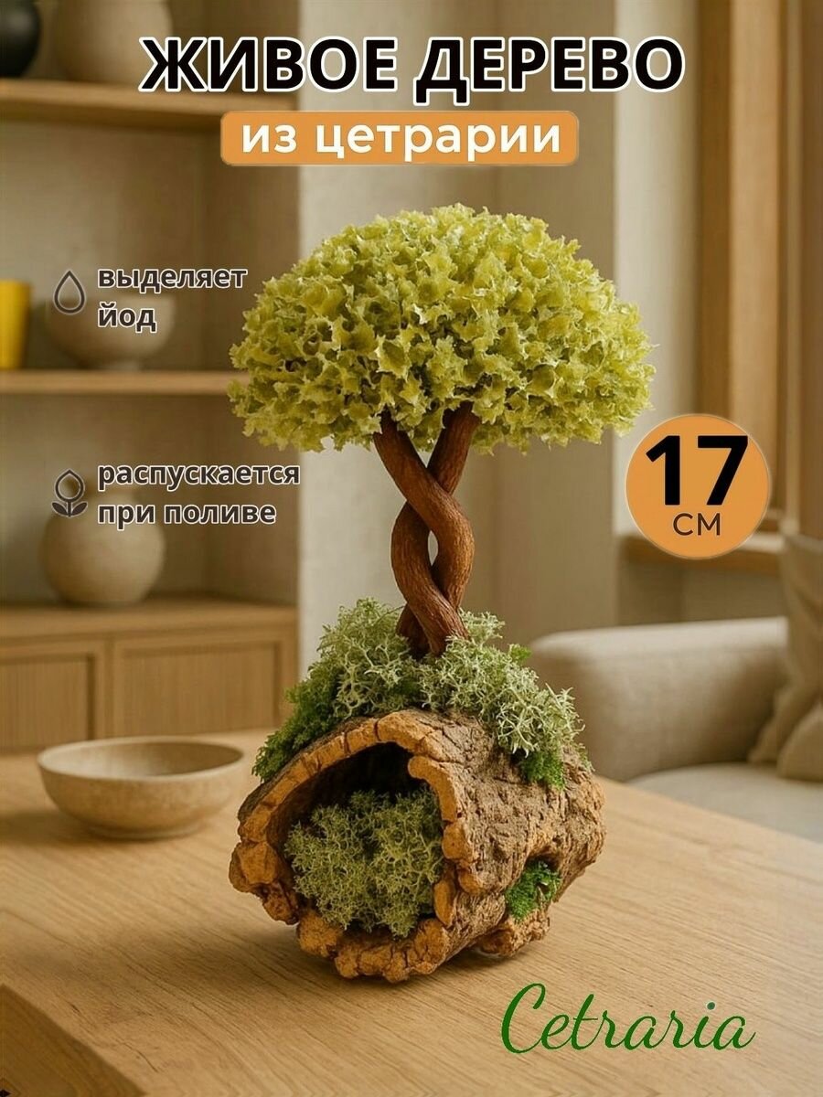 Живое дерево Cetraria, 17см, на цилиндрической коре, исландский мох, ручная работа