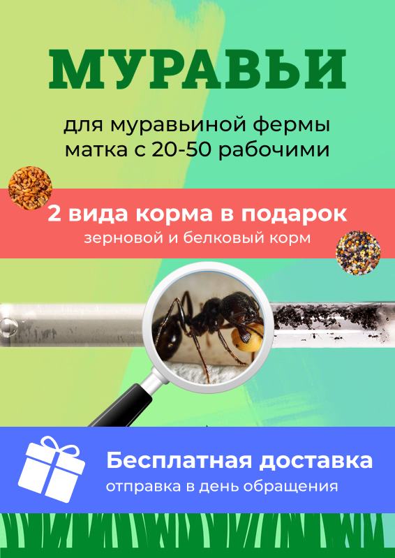 Сертификат на колонию степных муравьев Messor structor , для заселения в муравьиную ферму, бесплатная доставка