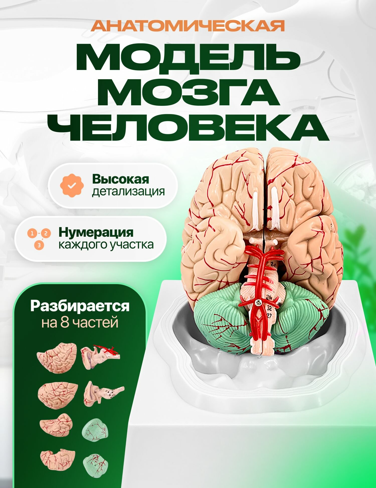 Разборная анатомическая модель человеческого мозга Corpo crebro