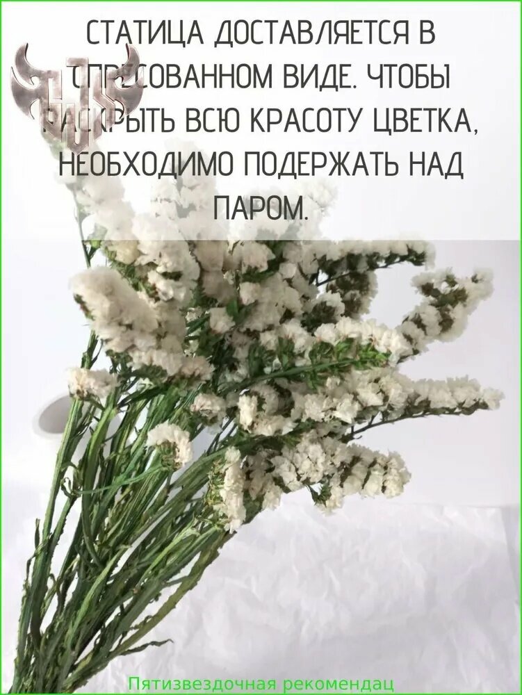 Сухоцветы Статица, 60 см — фото 1