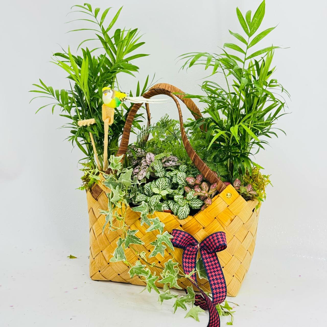 Плетёная сумка с комнатными цветами. Мини сад в корзине. Хамедорея, папоротник, фиттония, плющ