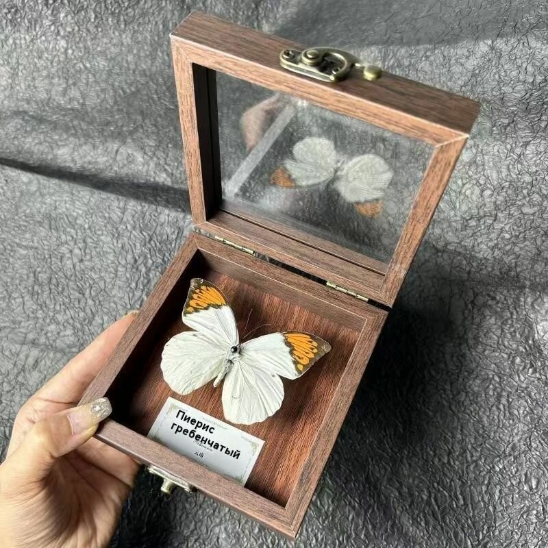 Настоящие экземпляры бабочек, образцы насекомых, трехмерная рамка