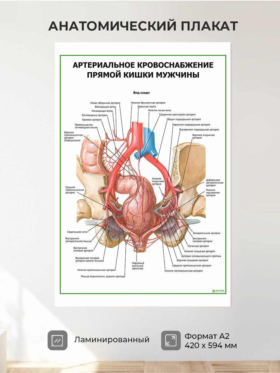 Обучающий медицинский плакат ламинированный формат А2 Артериальное кровоснабжение прямой кишки
