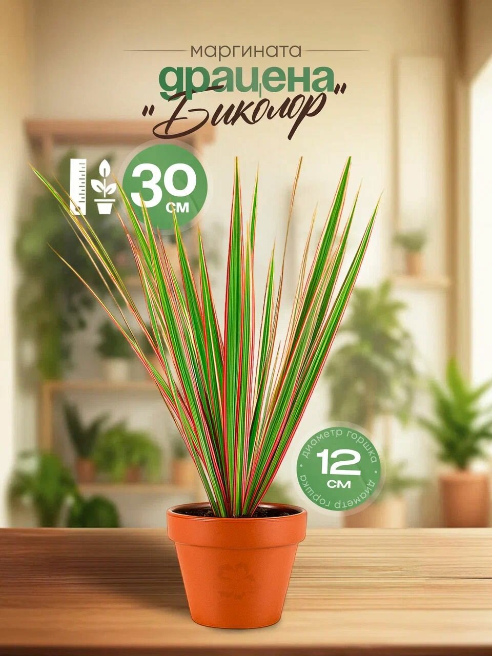 Драцена маргината Триколор 25*12