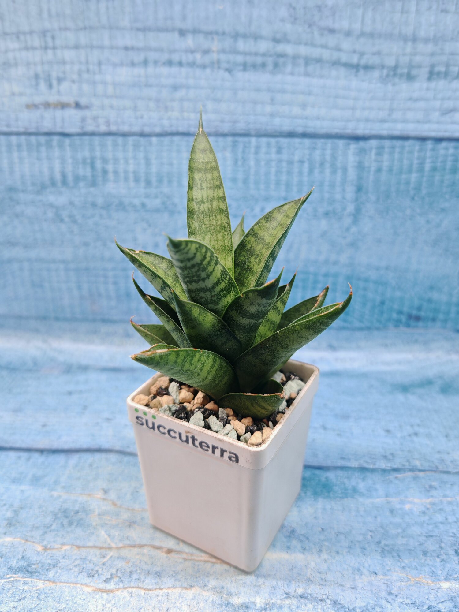 Суккулент Sansevieria Brilliant Crown (Сансевиерия). Диаметр горшка 5 см. Субстрат Succuterra Classic и фирменный горшочек в комплекте.