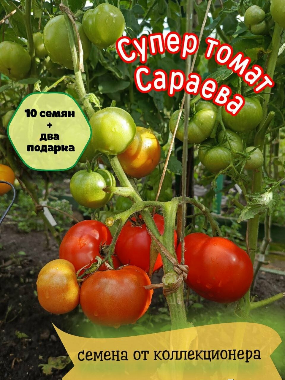 "Супер томат Сараева", селекция П. Я. Сараева, томаты из СССР