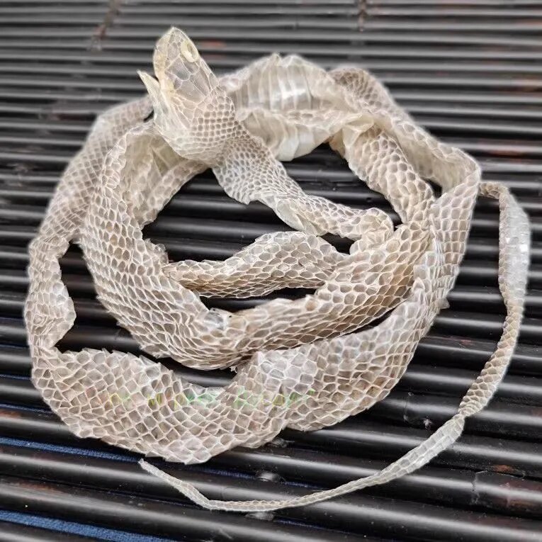 Выползки гадюки, 80-90 см (ширина 1-2см), 1 шт