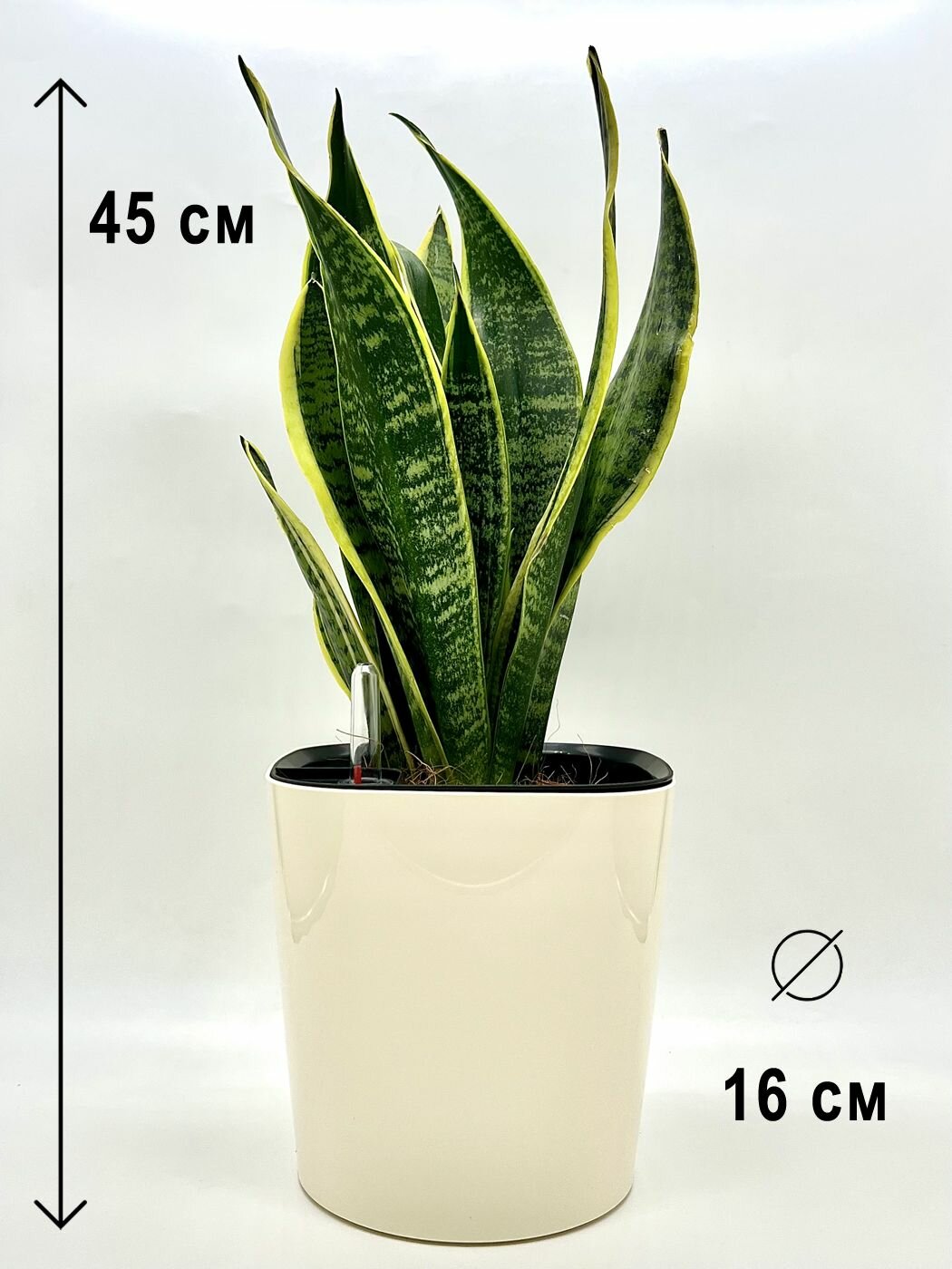 Сансевиерия Лауренти в кремовом пластиковом кашпо с автополивом, высота композиции 40-50см