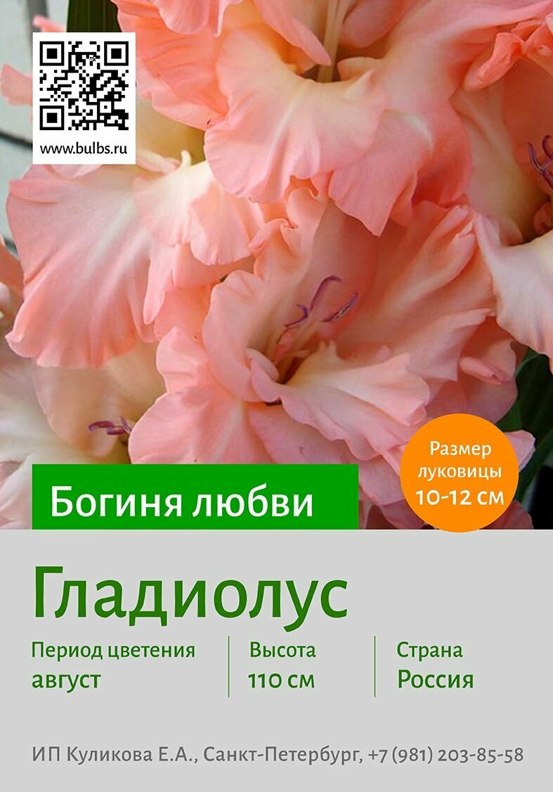 Гладиолус Богиня любви луковицы 1 шт сотка