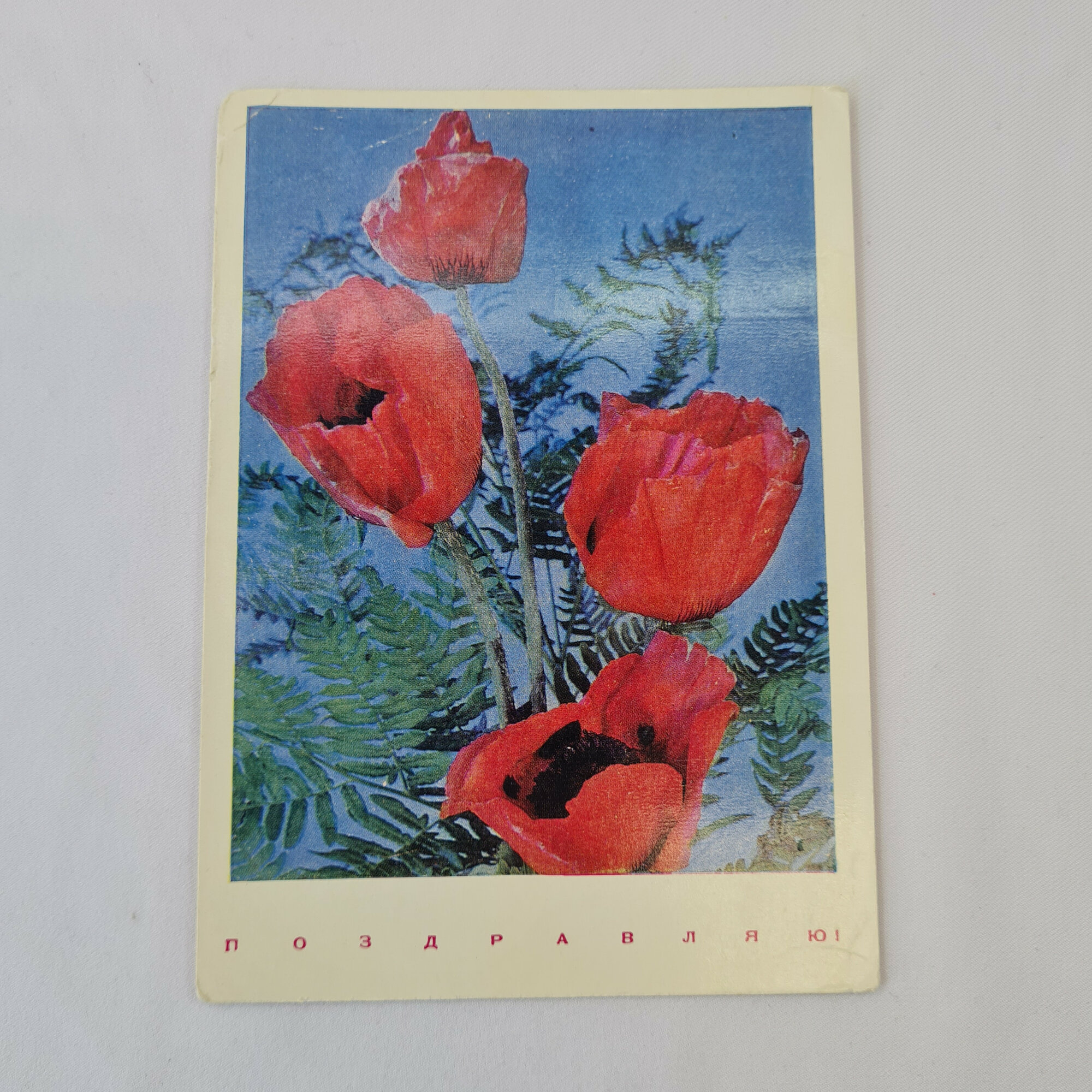 Открытка советская СССР, старинная. Поздравляю, цветы маки на голубом фоне. Винтажная карточка