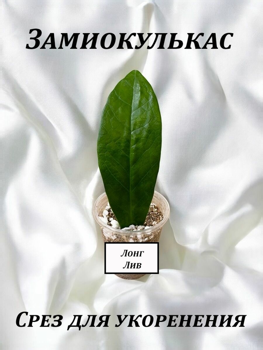 Замиокулькас Zеленый Zамик Лонг Лив, срез для укоренения, 7 см,