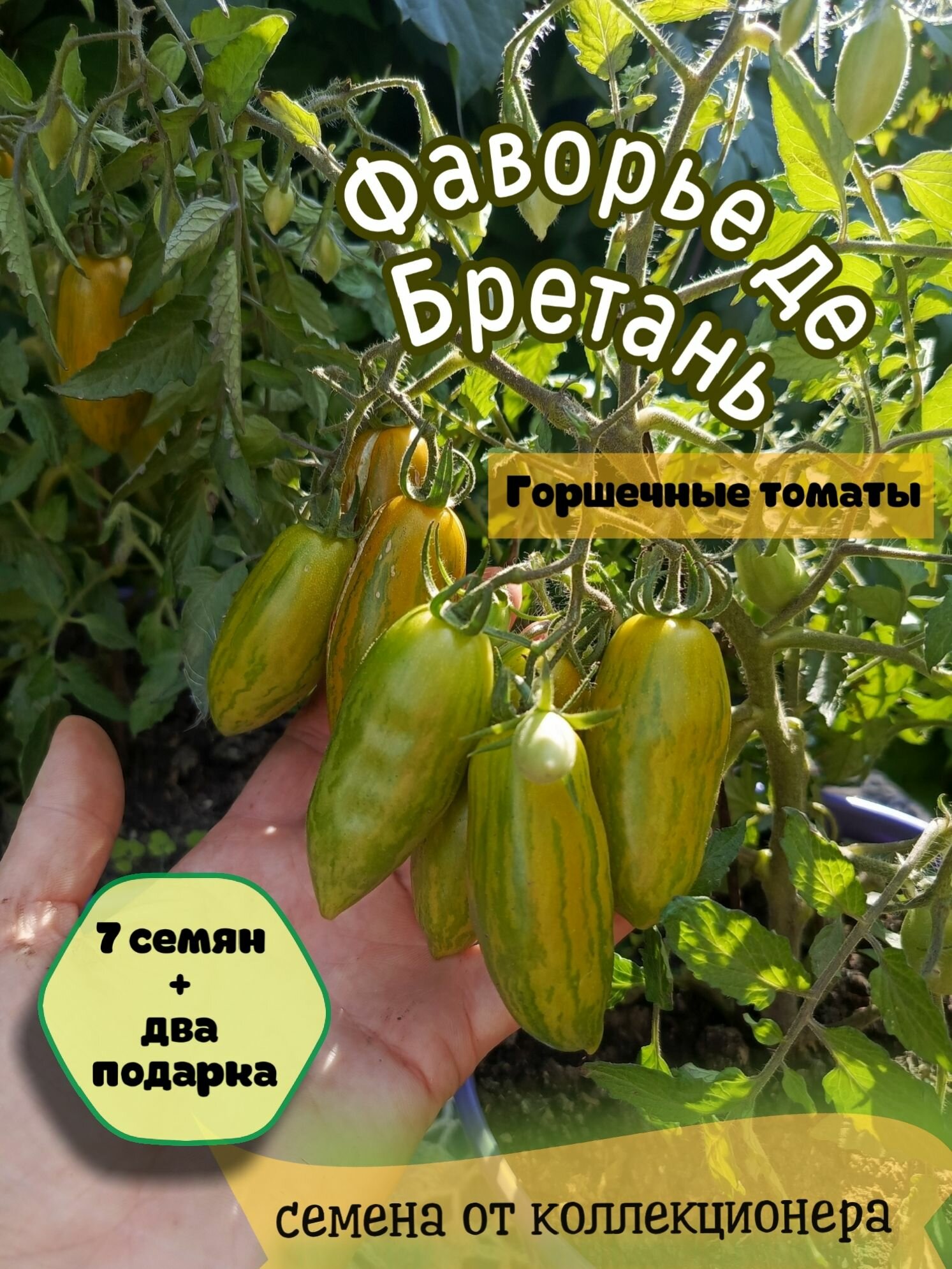 "Фаворье де Бретань", семена томатов, горшечный сорт.