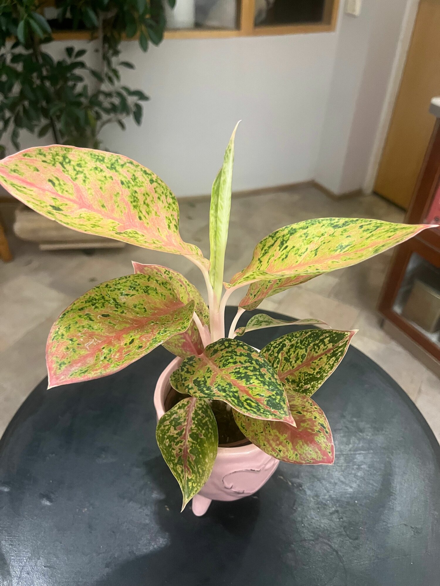 Аглаонема Фаервокс 20*9