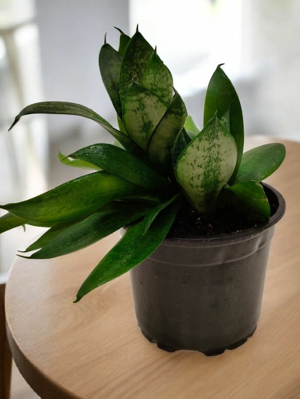 Сансевиерия Ханни (Sansevieria Hahnii) / Суккулент Декоративный / Комнатное Растение в Горшке / Неприхотливое растение для Дома и Офиса