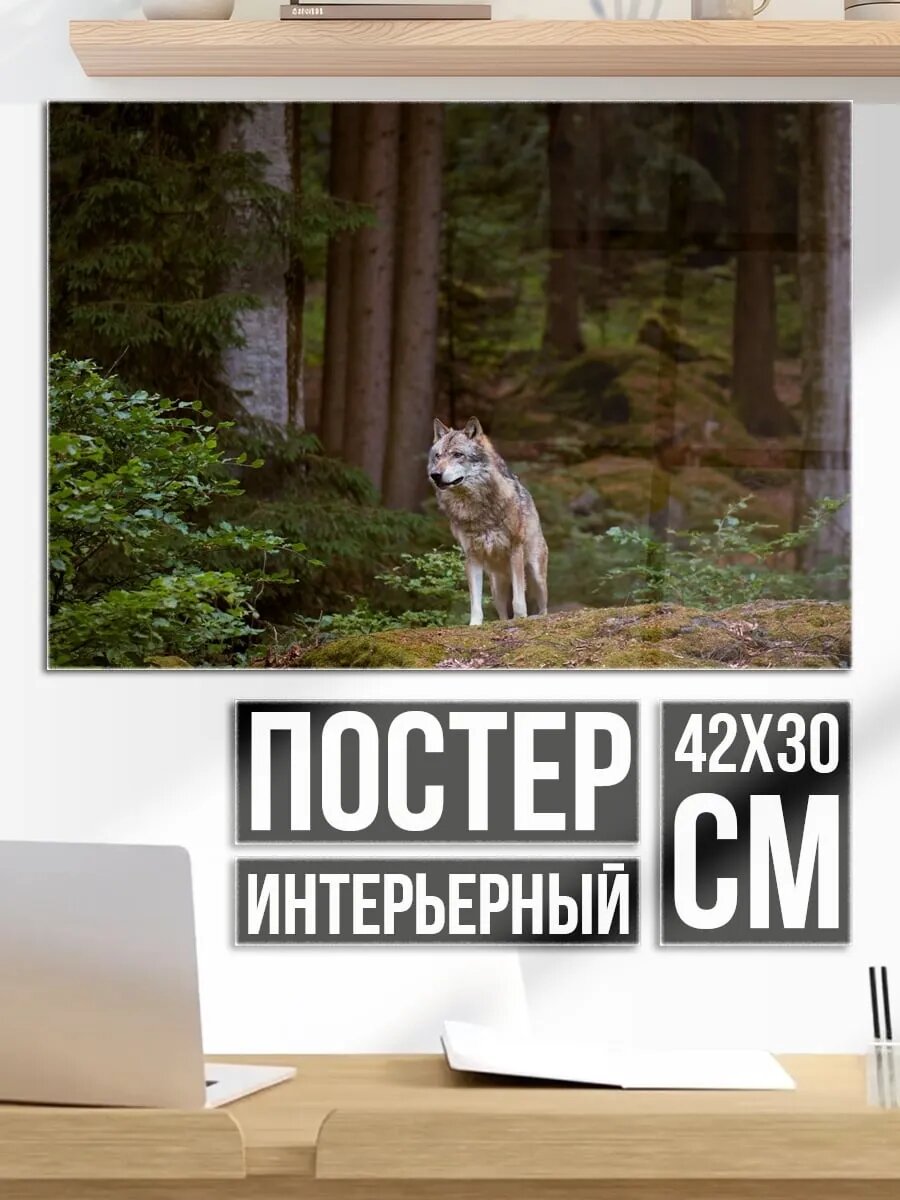 Плакат постер Волк в лесу
