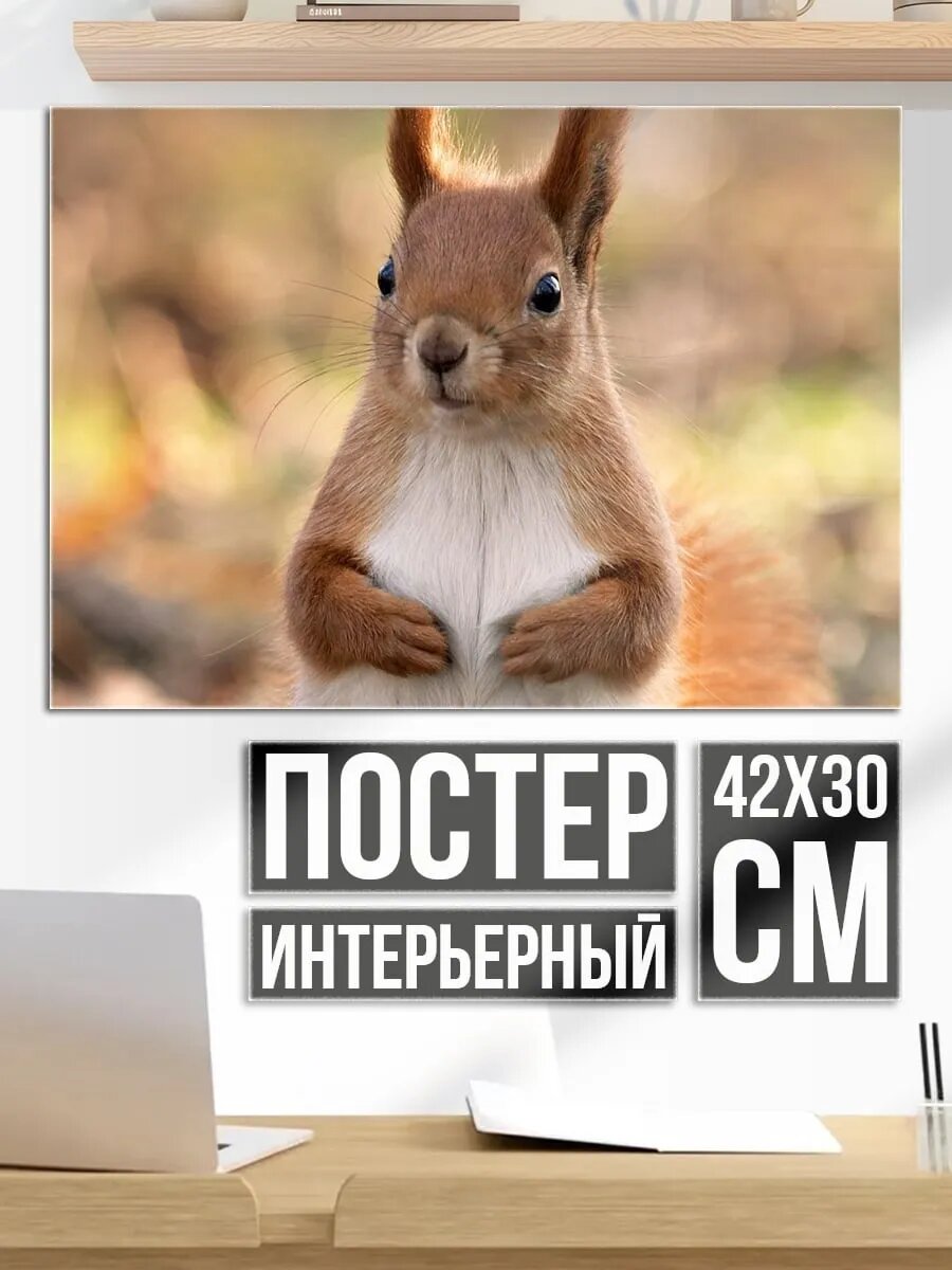 Плакат постер Рыжая белка крупным планом