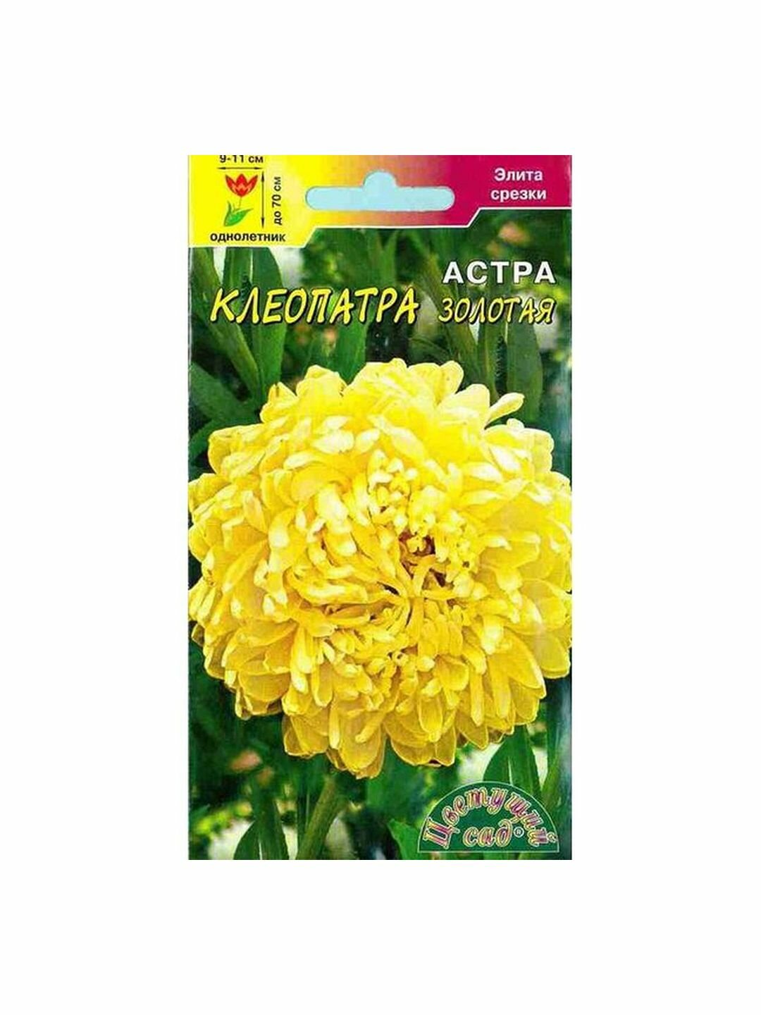 Семена Астра Клеопатра золотая, однолетник, Цветущий Сад, 1 пачка - 0.2г семян