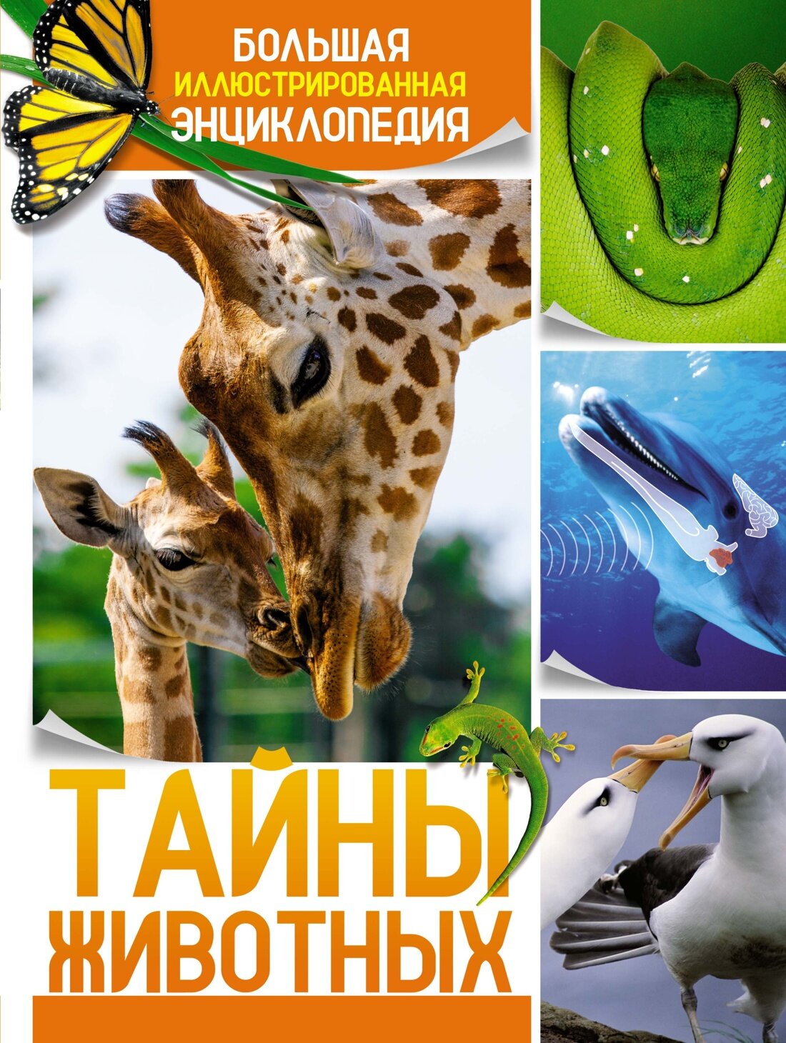 Книга "Тайны животных. Большая иллюстрированная энциклопедия", автор Бертонатти К, Перейра Х. А, издательство Махаон