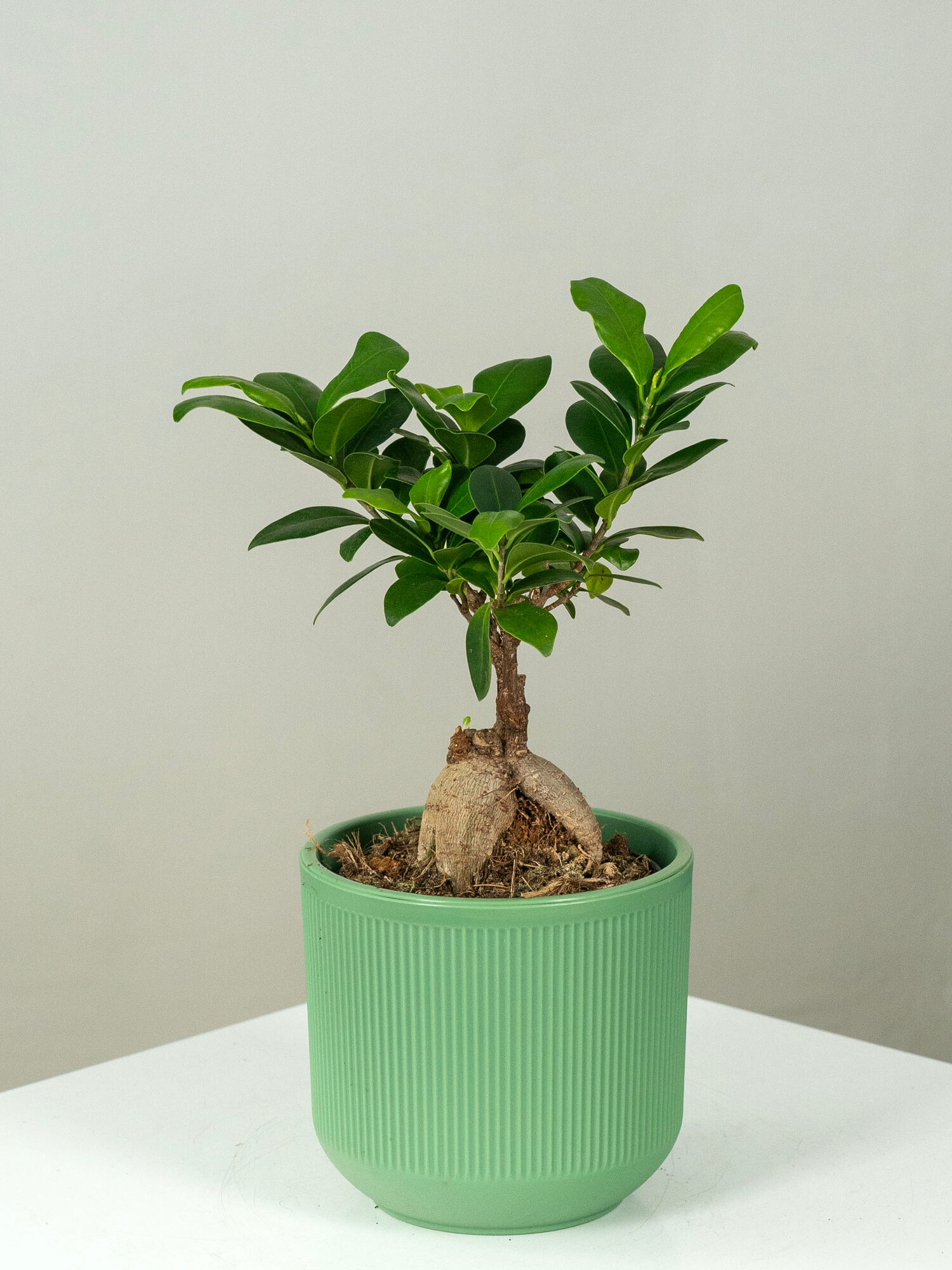 Geo Glass: Бонсай живой , фикус микрокарпа в интерьерном кашпо , комнатные растения 30-35 см