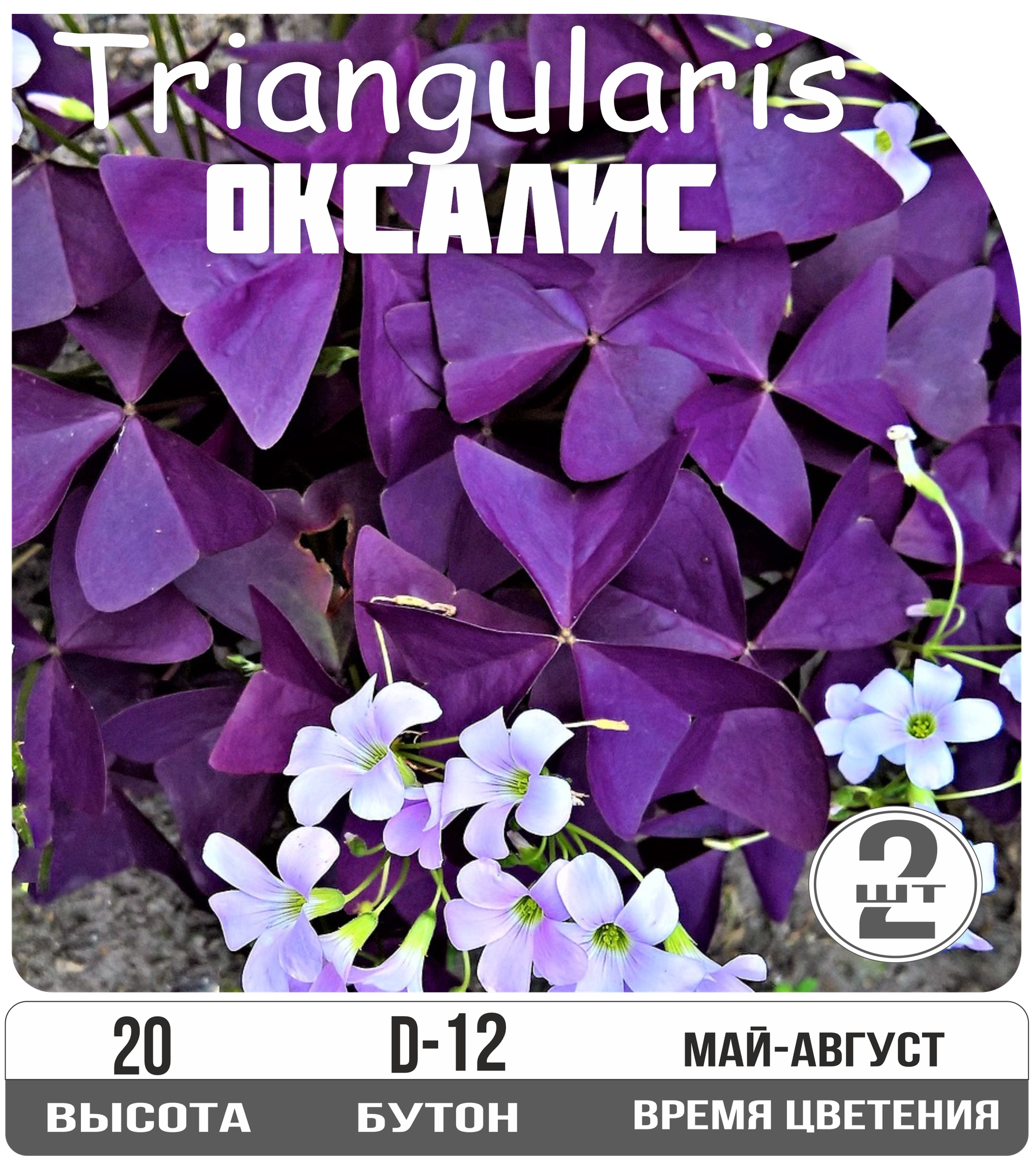 Оксалис (Кислица) Триангулярис, корень, морозостойкий, многолетник, фиолетовый 2шт.