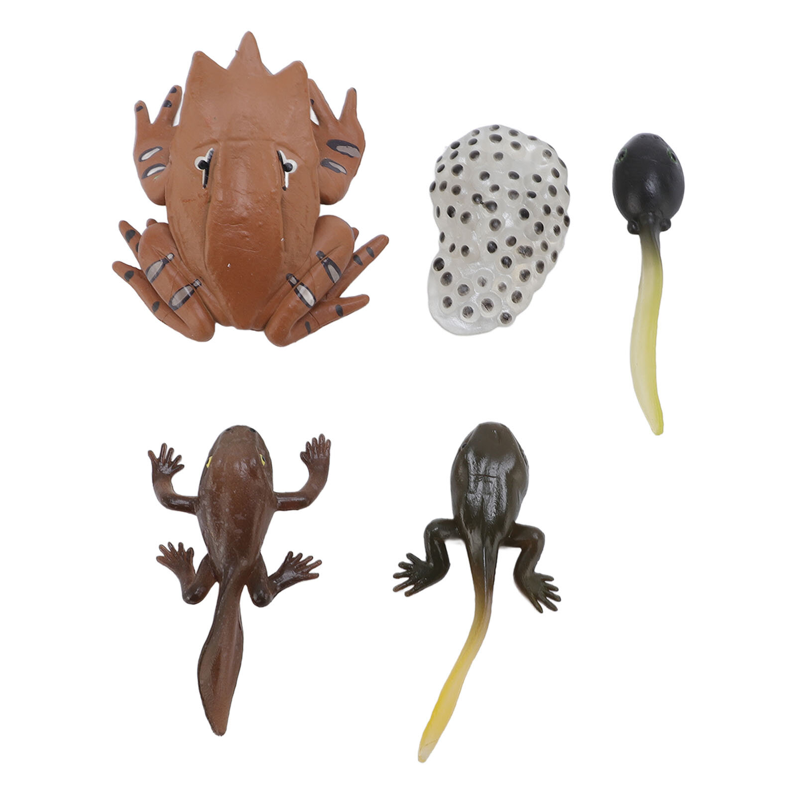 Фигурка животного из ПВХ, компактная реалистичная модель лягушки для детей, познавательная игрушка о жизненном цикле животных, для домашнего использования.