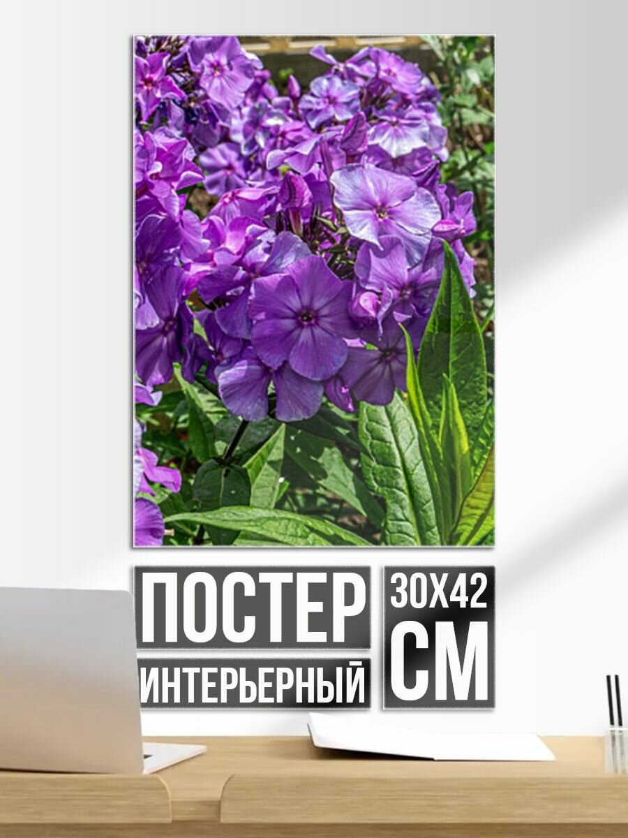 Постер на стену Фиолетовый флоксы в саду
