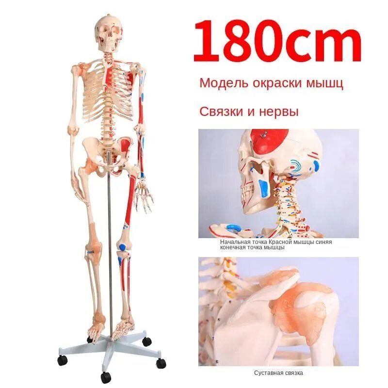 Анатомическая модель скелета человека длиной 180 см с цветной разметкой начала и окончания мышц, скелет человека со связками и нервами, изготовленная из безопасных материалов.