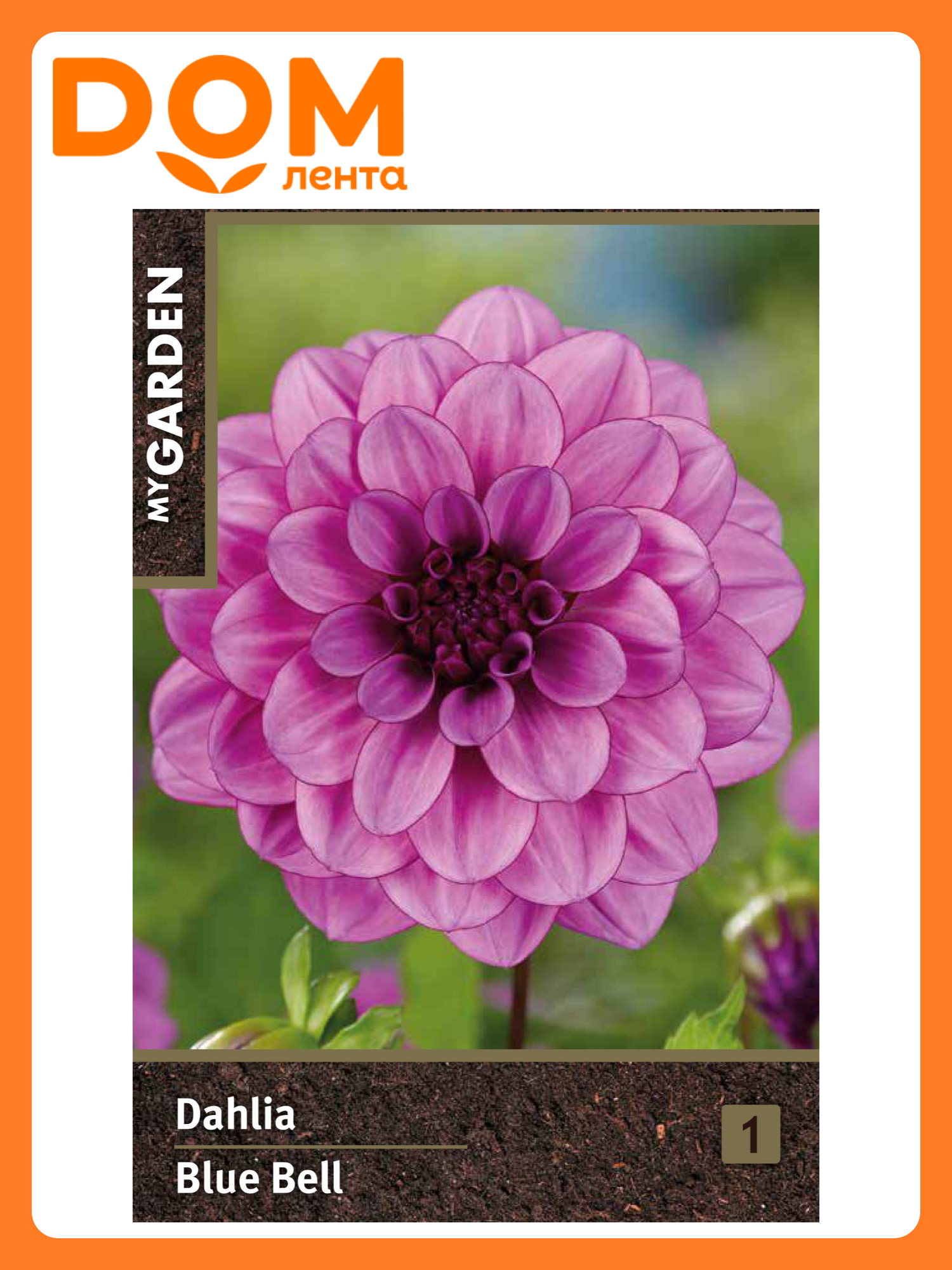 Георгина декоративная Блю Белл