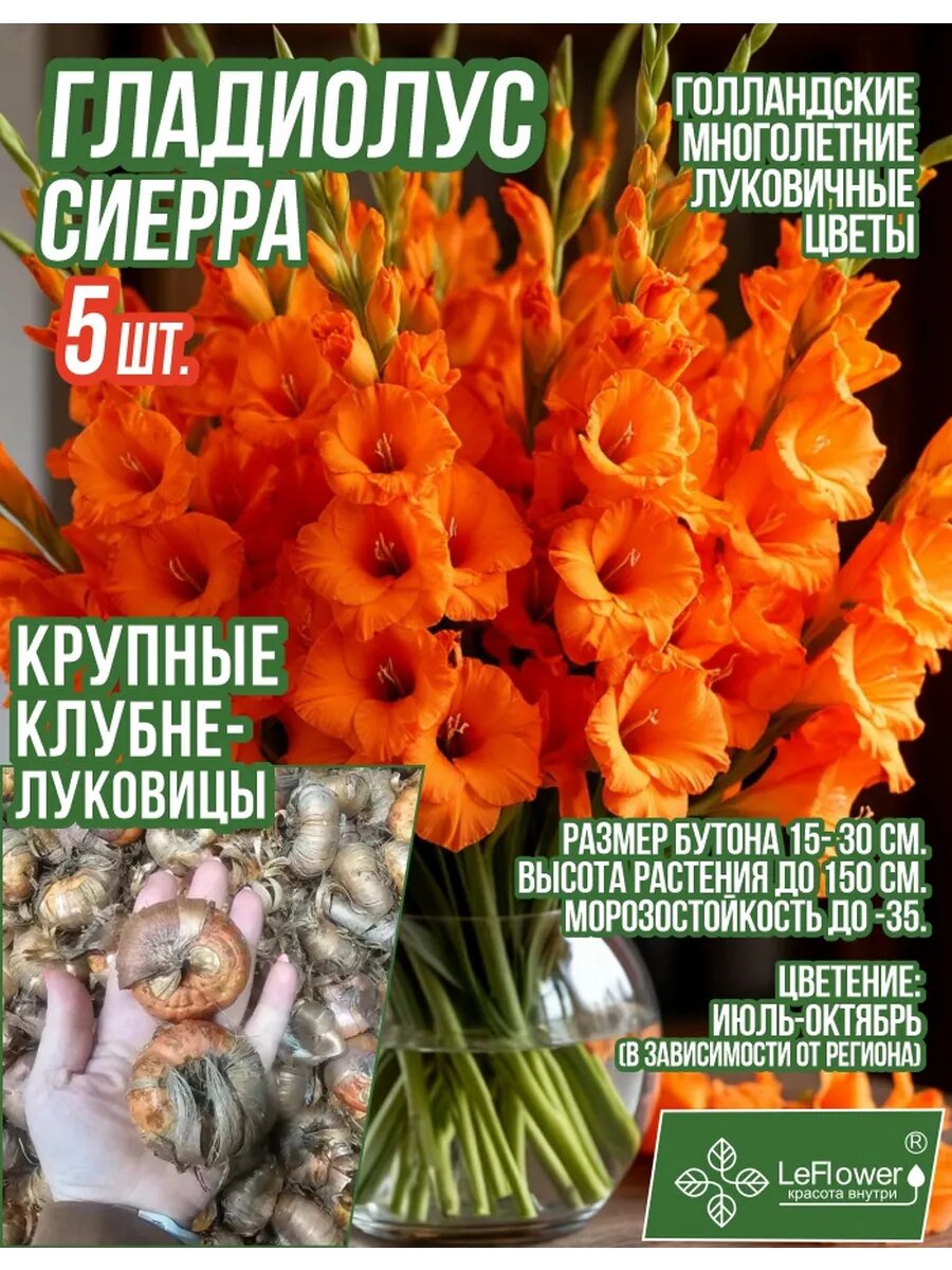 Гладиолус Луковица, Сиерра, крупные, 5шт