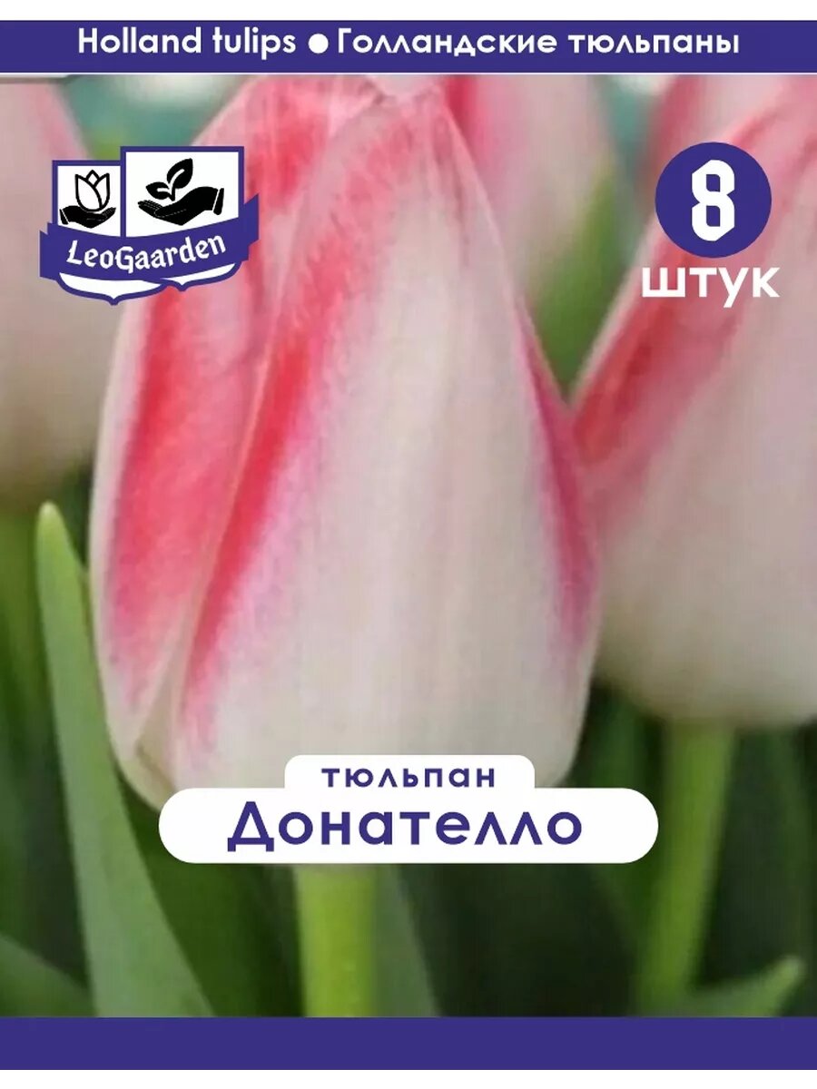 Тюльпан Луковица, Донателло, 8 шт