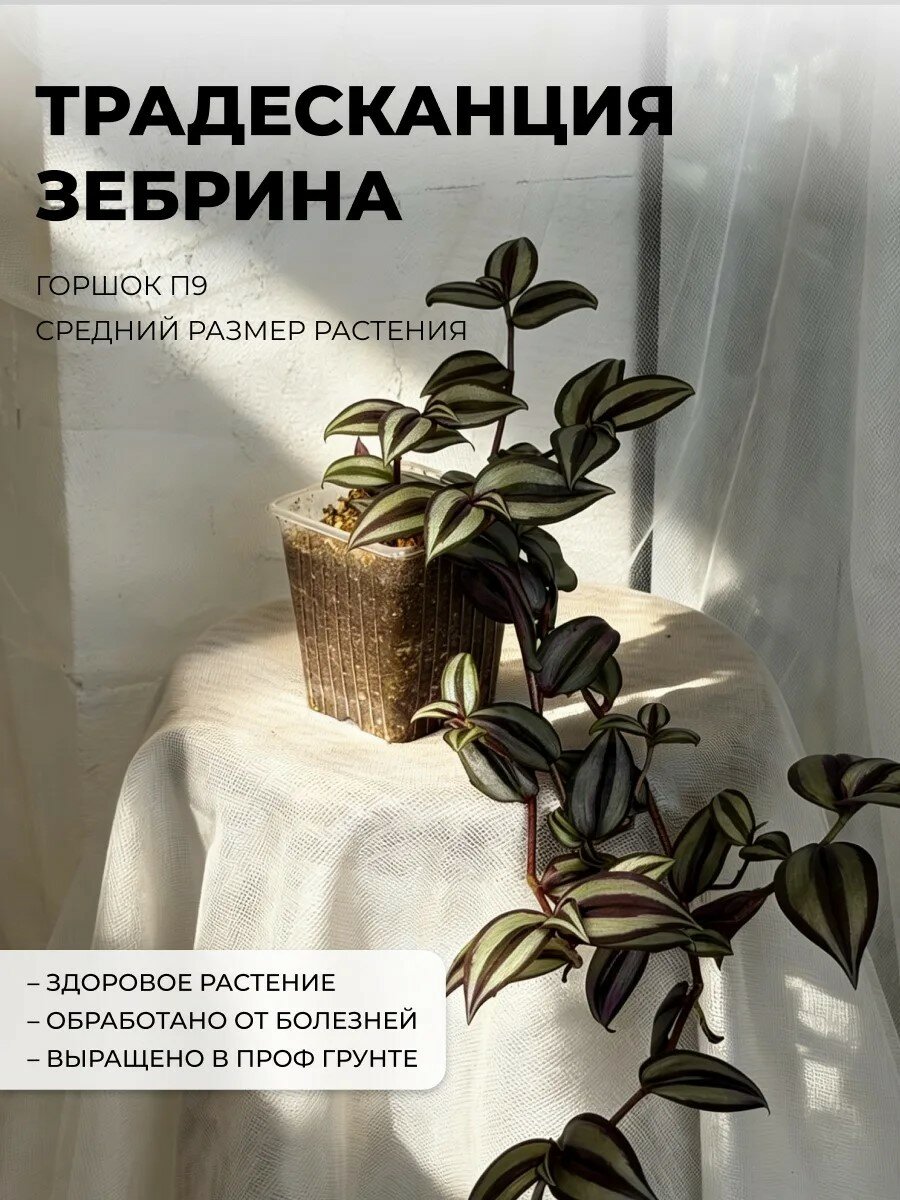 Традесканция комнатная Зебрина растение в горшке П9, ампельное растение 1шт.