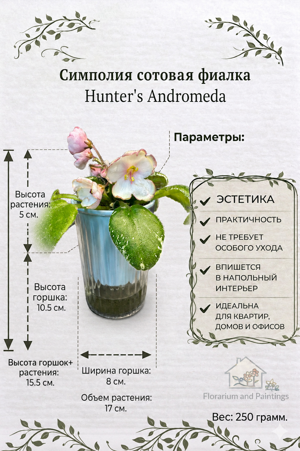 Комнатное растение . Африканская фиалка семполия , цветочки похожи на подснежник а листочки будто в иние