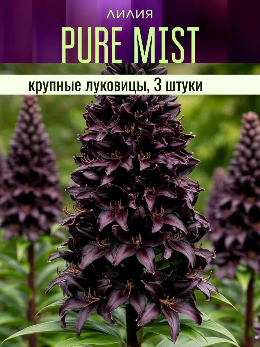 Лилия луковицы, многолетние цветы для посадки,3 штуки