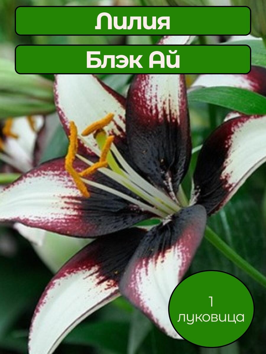 Луковицы Лилии Блэк Ай 1 шт