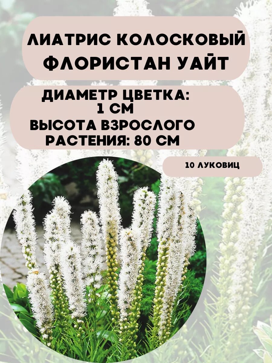 Лиатрис колосковый/Луковицы лиатриса