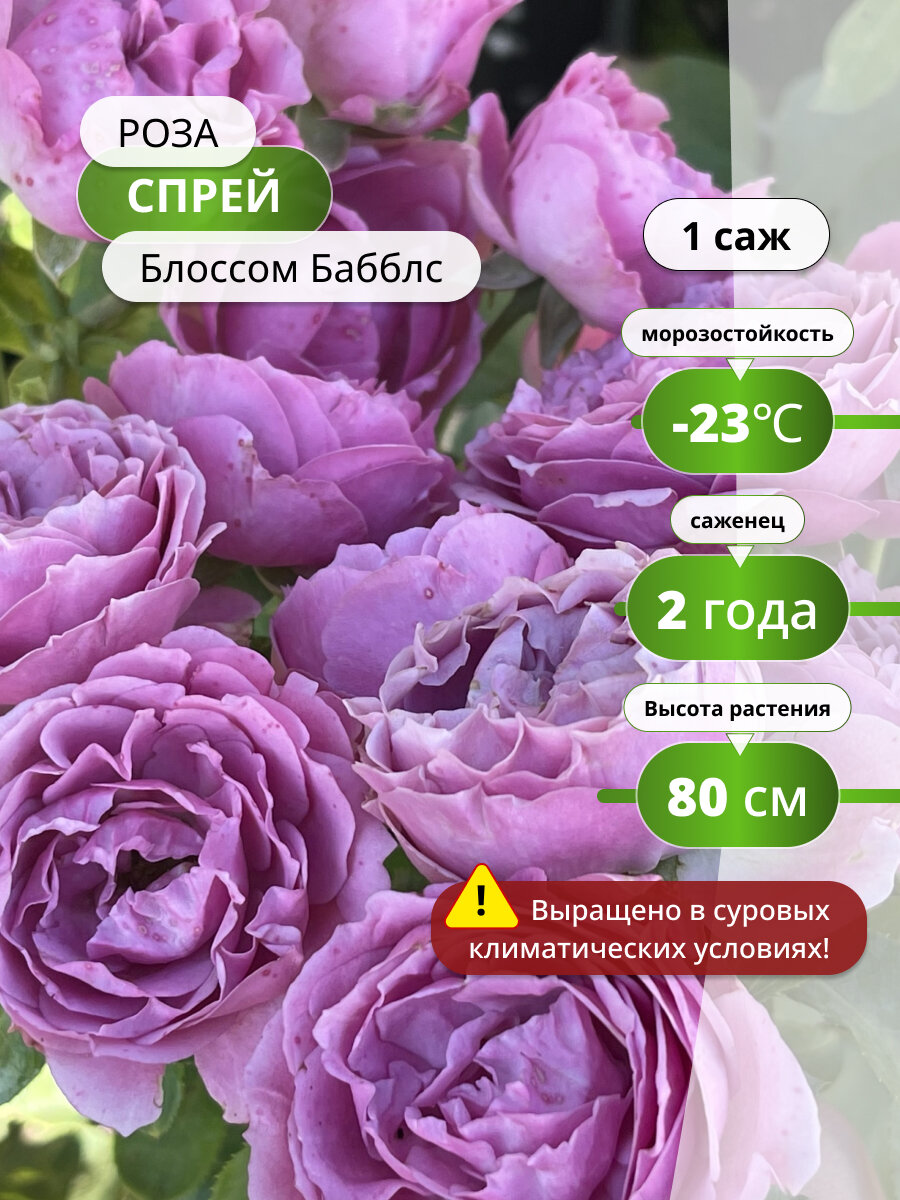 Роза спрей "Блоссом Бабблс", цвет сиреневый, многолетняя, высота 80см, 1
