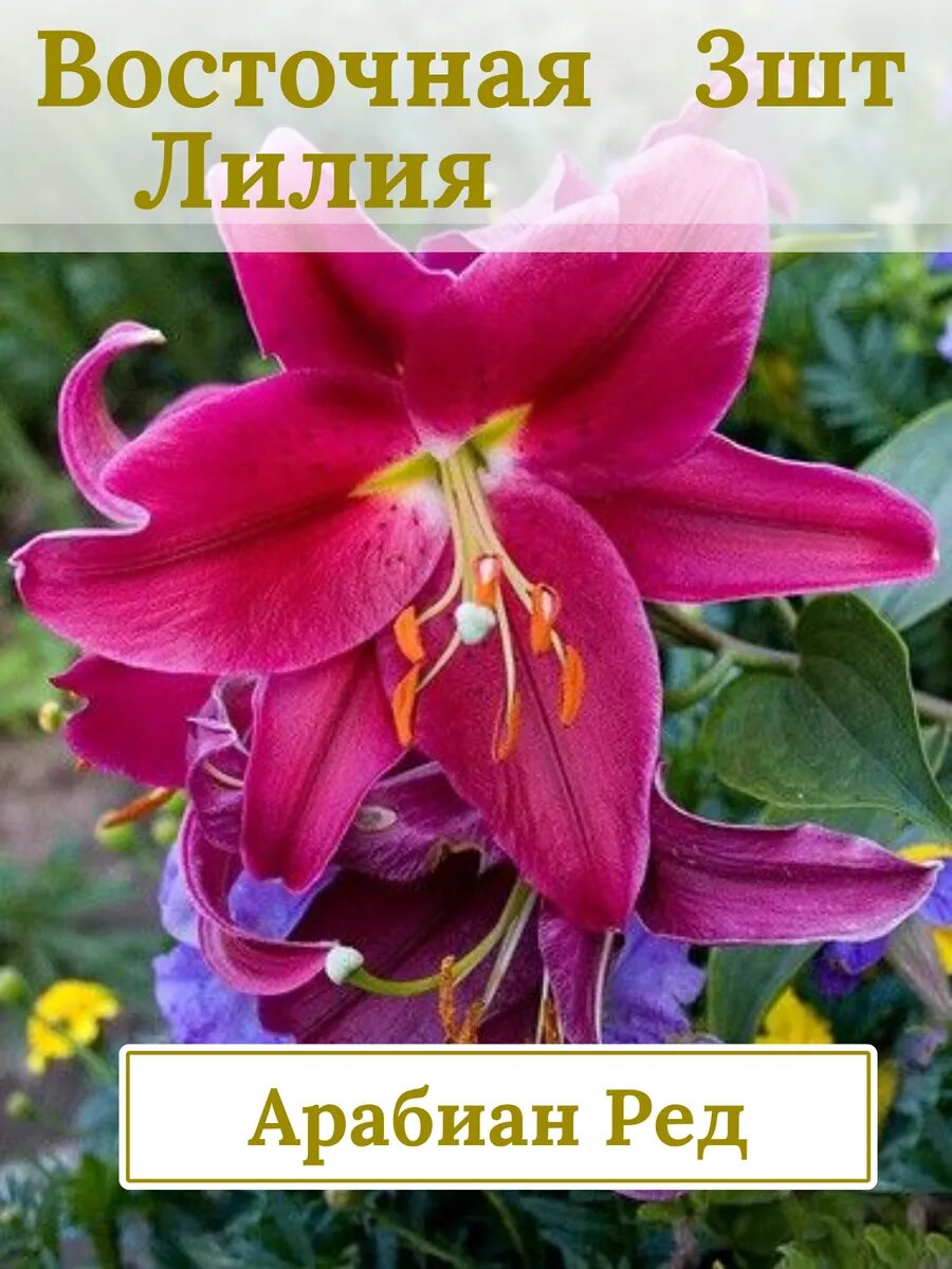 Лилия Восточная махровая, многолетние цветы, луковицы 3 шт