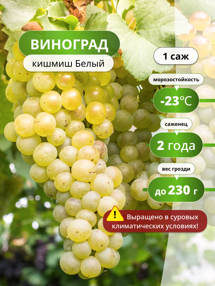 Виноград Кишмиш, белый, среднепоздний сорт, без косточек, 1 шт,