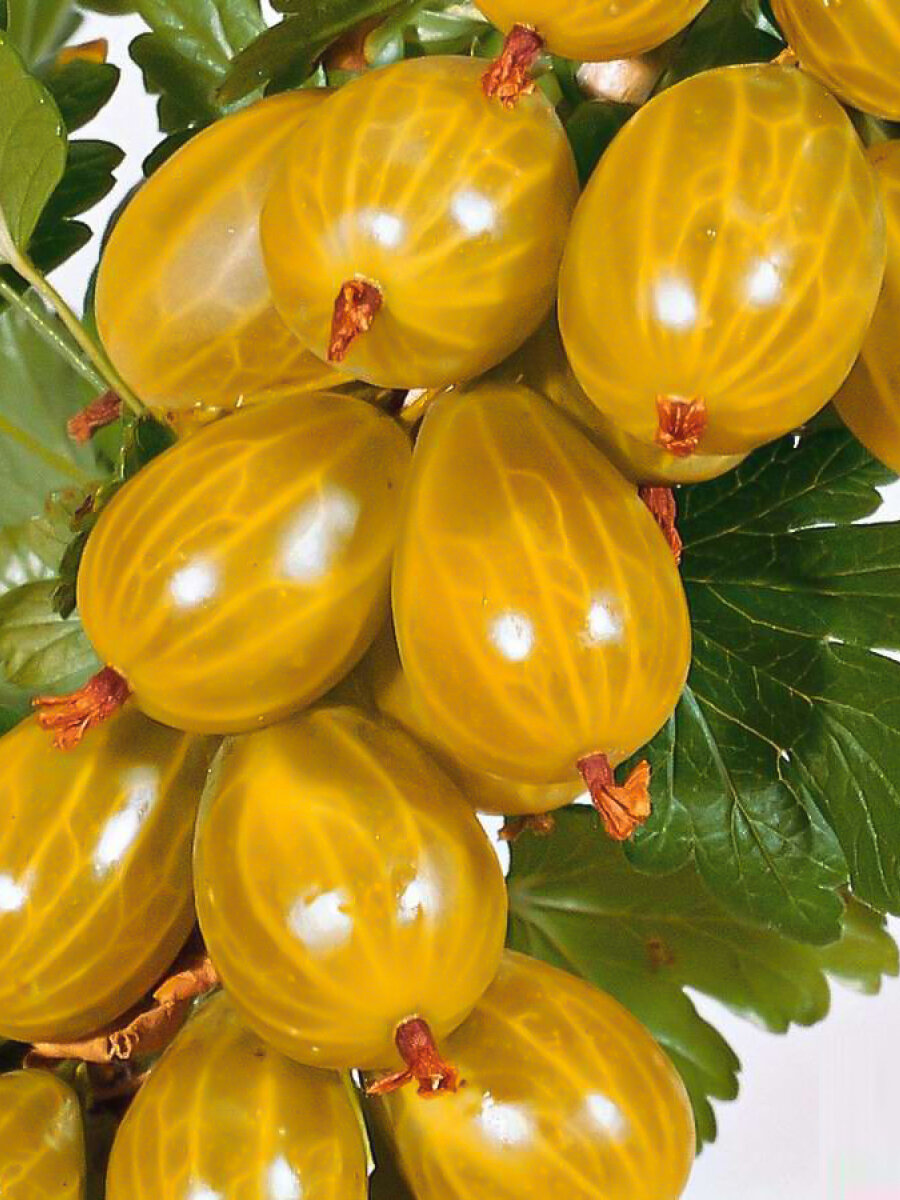 Крыжовник бесшипный Медовый 1 шт / многолетний, морозостойкий сорт