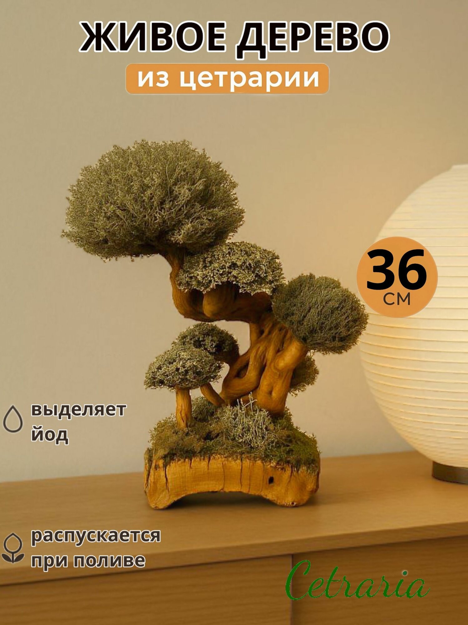 Декоративное Дерево из мха Цетрарии / интерьерная композиция ручной работы