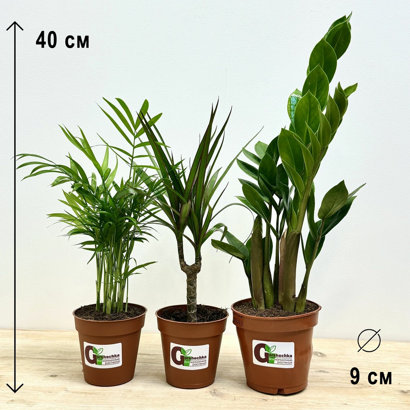 Набор 3 растения (d9): Замиокулькас, Хамедорея, Драцена Маргината, высота 25-40см