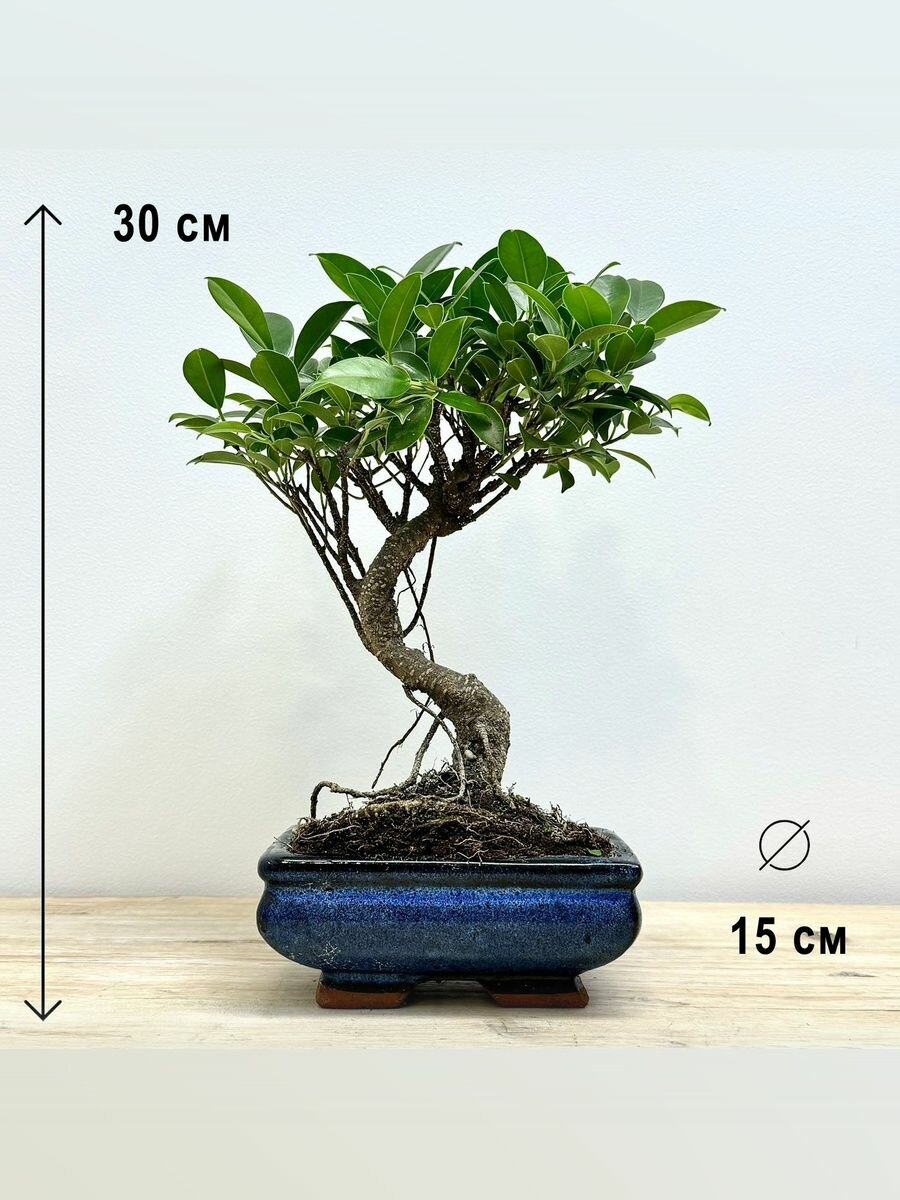 Живое растение Дерево бонсай Ретуса в керамике S-образный, высота 30-35см