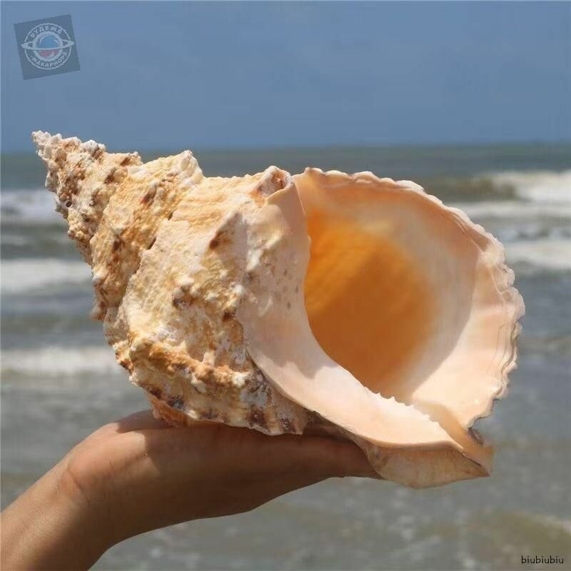 Ракушка морская натуральная Бурса Бубо12cm-13cm