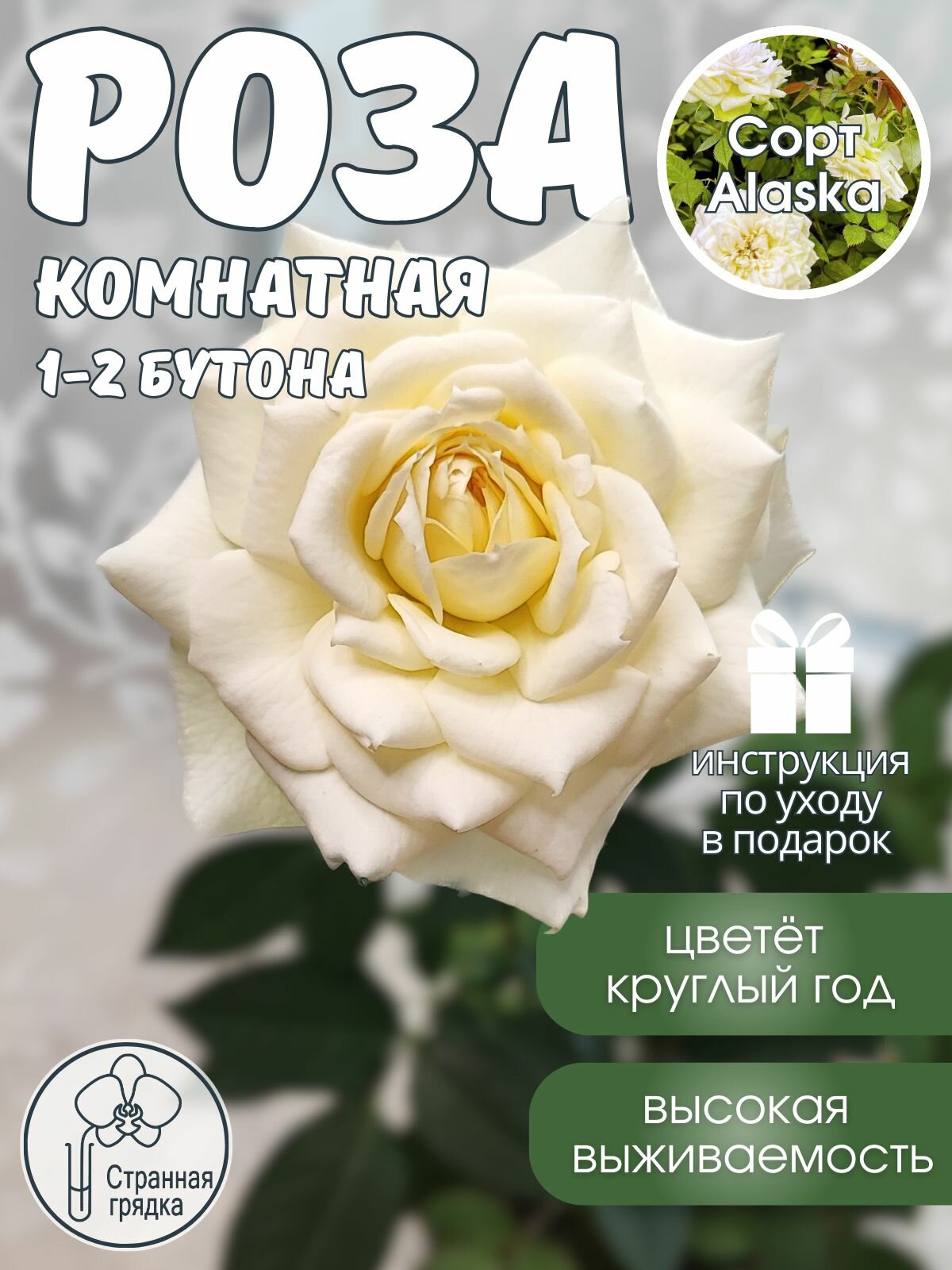 Комнатная роза живая Alaska цветущая, в горшке, белая