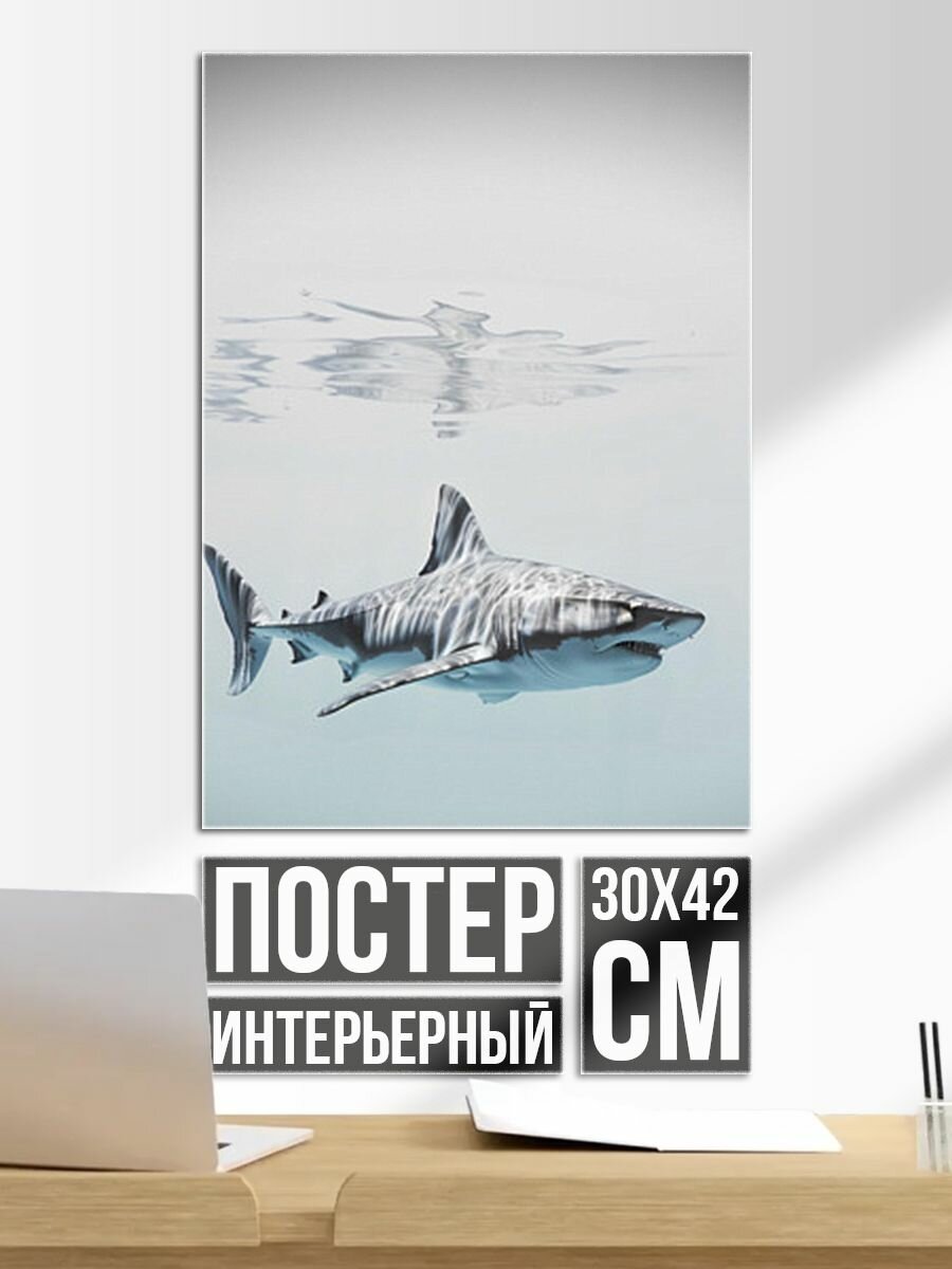 Постер на стену Акула большая белая в толще воды
