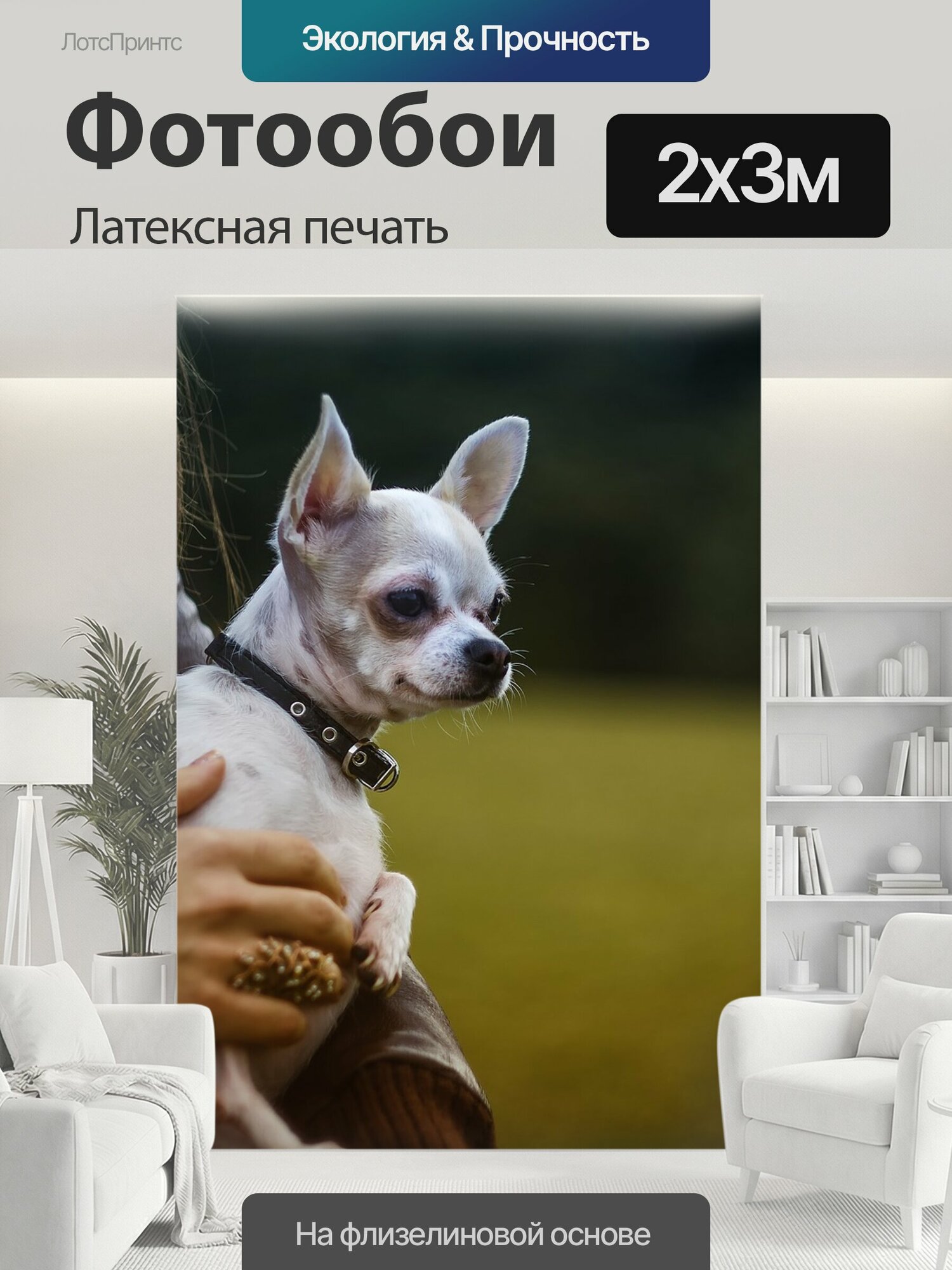 Фотообои моющиеся ударопрочные "Животное, собачий, чихуахуа" 200x300 см. латексная печать