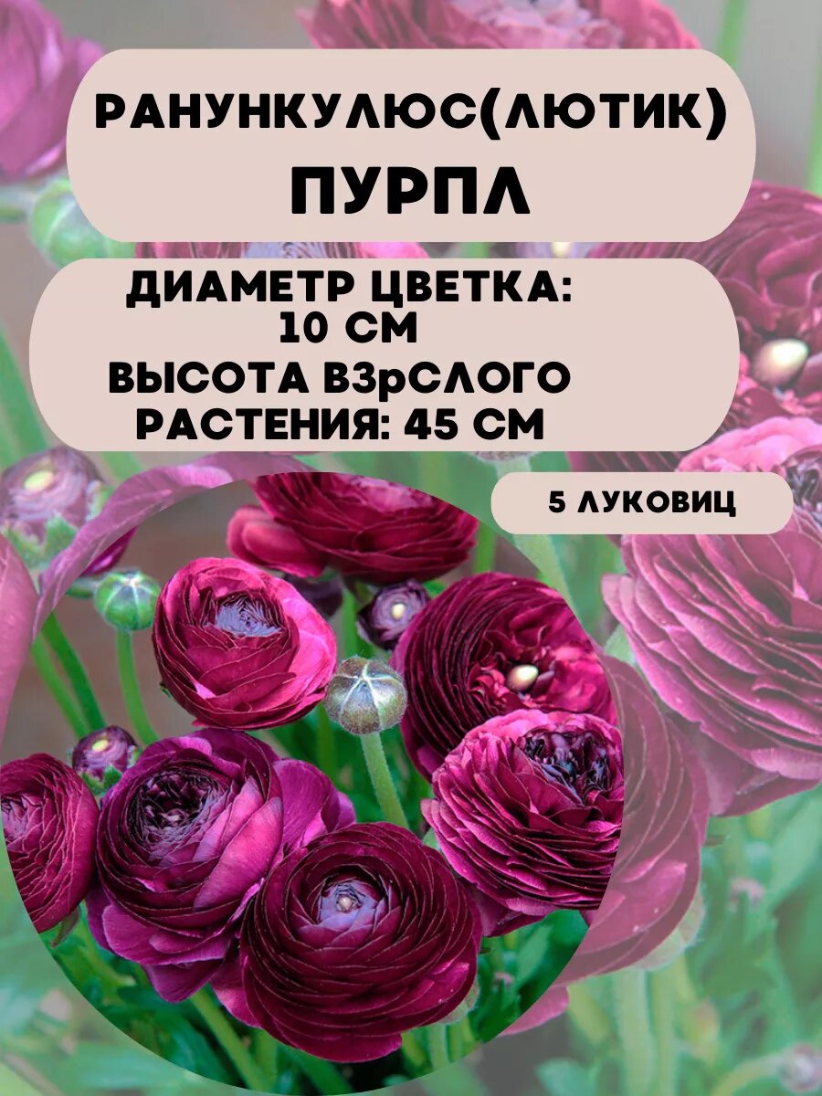 Ранункулюс луковицы/Лютик садовый