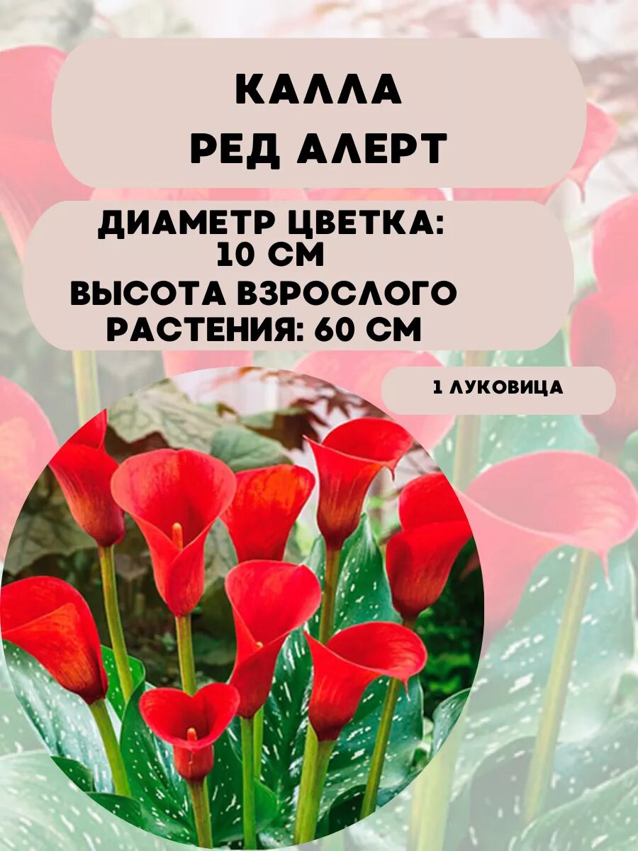 Калла цветок: Луковицы калла