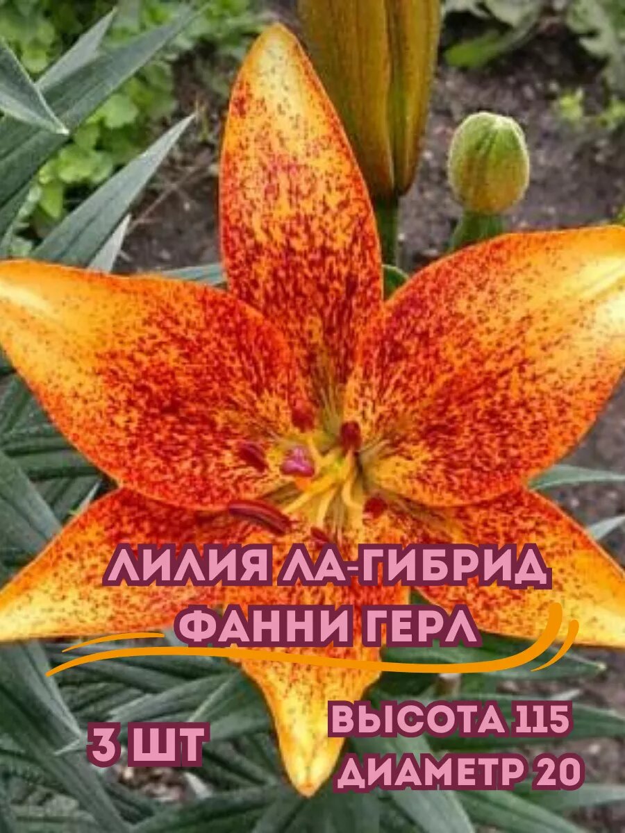 Лилия мартагон луковицы
