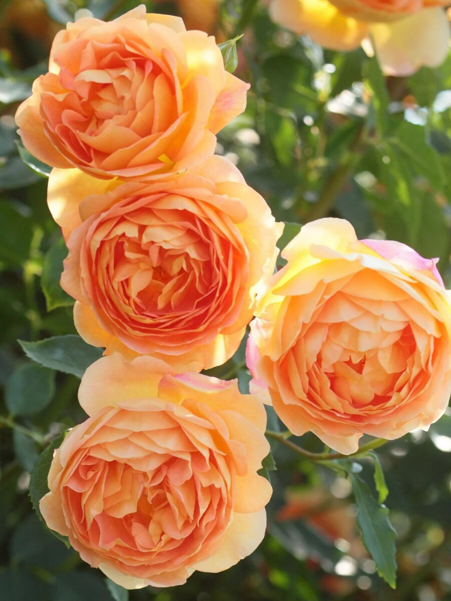 Роза английская Леди оф Шалот (Lady of Shalott) , 1 саж , многолетняя